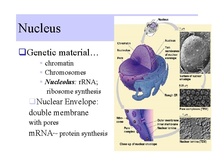 CHAPTER 7 A TOUR OF THE CELL q