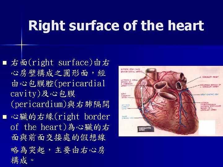 Morphology of the heart Cardiac size and shape