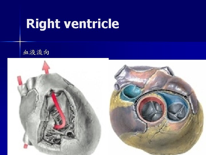Morphology of the heart Cardiac size and shape