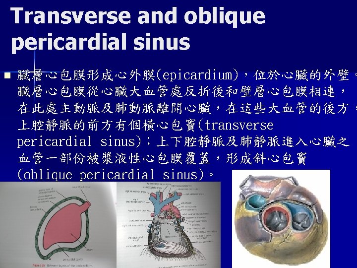 Morphology of the heart Cardiac size and shape