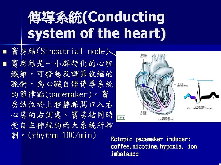 Morphology of the heart Cardiac size and shape