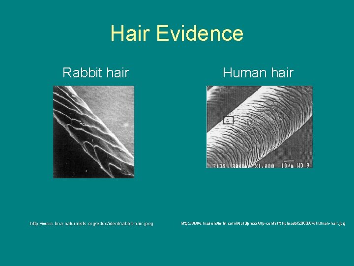 Physical Evidence Hair Fibers Glass Mrs Schultz Types