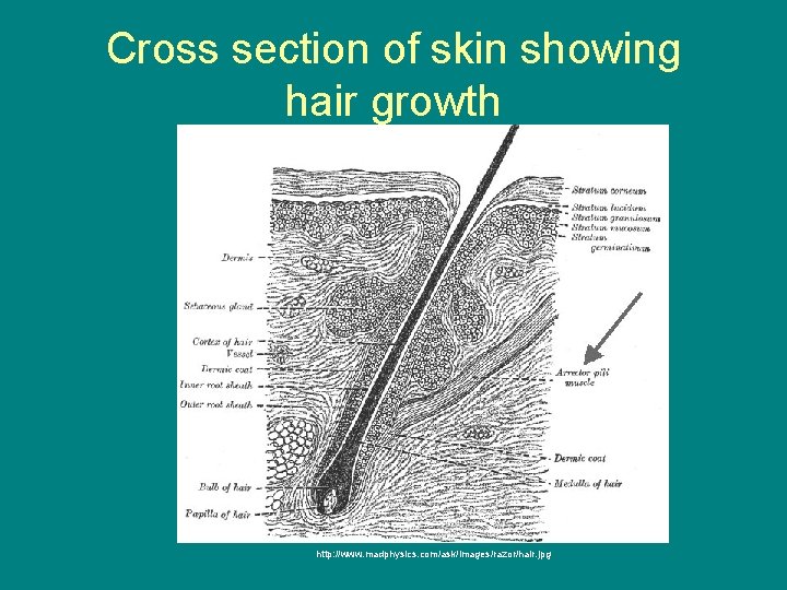 Physical Evidence Hair Fibers Glass Mrs Schultz Types