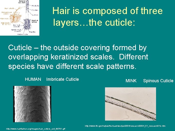 Physical Evidence Hair Fibers Glass Mrs Schultz Types