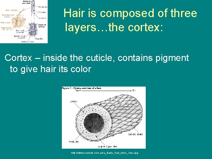 Physical Evidence Hair Fibers Glass Mrs Schultz Types