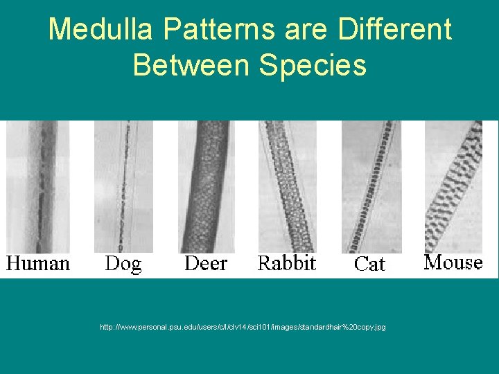 Physical Evidence Hair Fibers Glass Mrs Schultz Types
