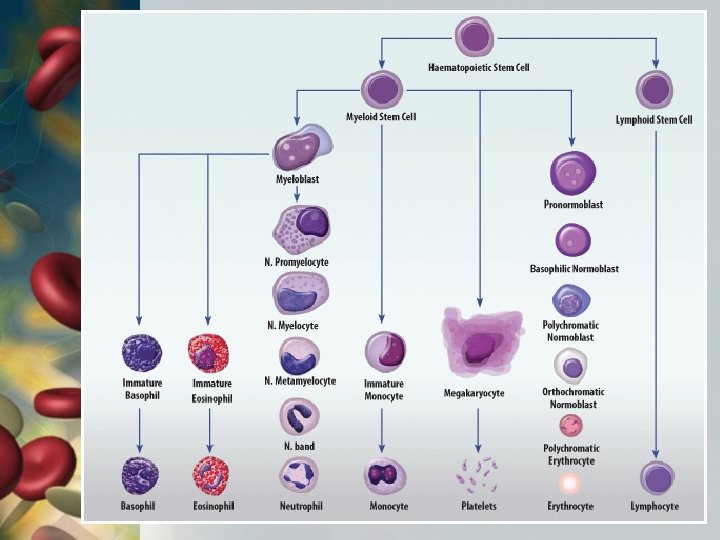 Practical Clin Path Leukopenia Wendy Blount DVM James