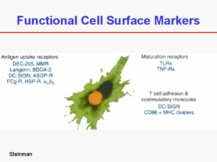 Measuring Dendritic Cells A D Donnenberg V S