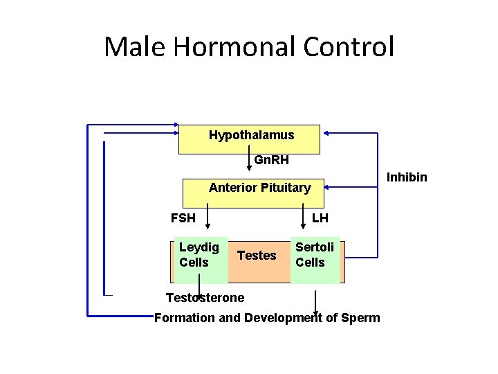 Chapter 44 Reproduction Female Reproductive Organs ovary oviduct