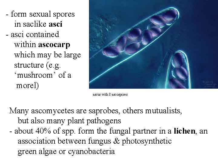 Last day talking about fungi covered some basic