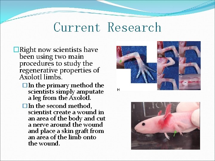 Axolotl Limb Regeneration By Jordan SudarioCook Axolotl The