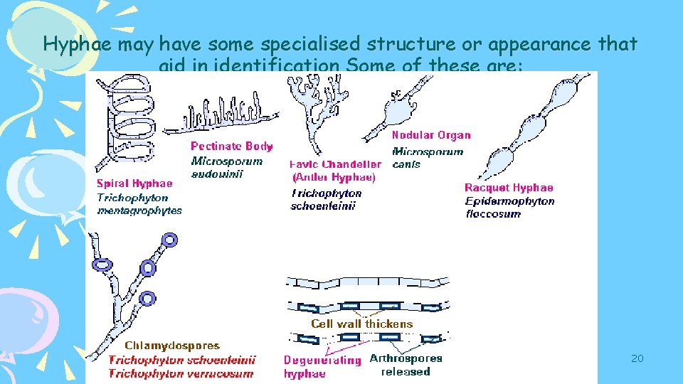 Diagnosis of superfacial and cutaneous mycoses Presented by