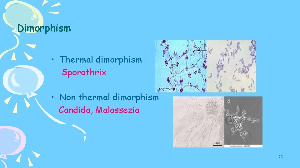 Diagnosis of superfacial and cutaneous mycoses Presented by