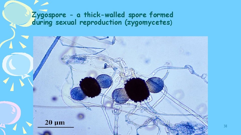 Diagnosis of superfacial and cutaneous mycoses Presented by