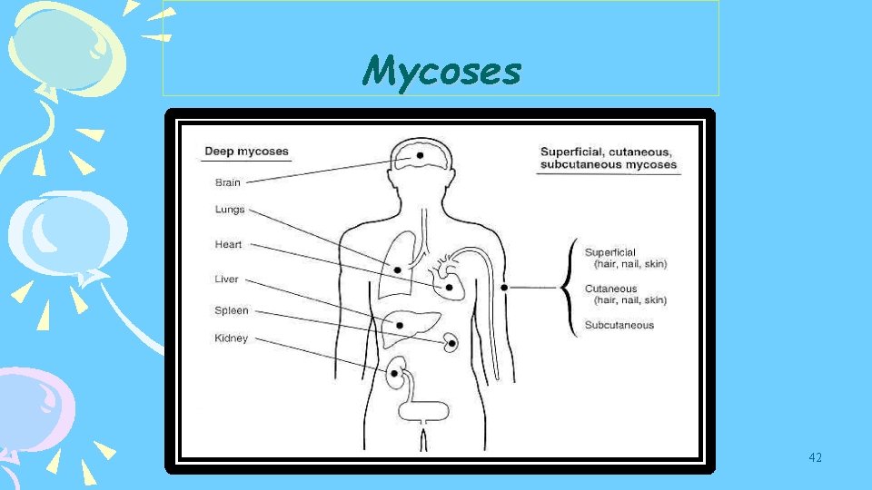 Diagnosis of superfacial and cutaneous mycoses Presented by