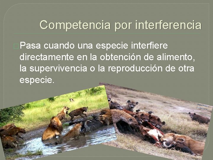 Relaciones Interespecficas Competencia 2 do Bachillerato A Marcelo