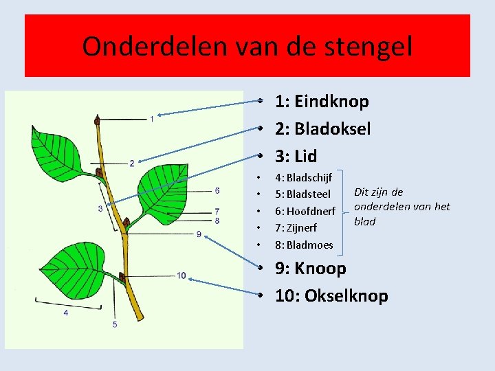 THEMA 2 PLANTEN Basisstof 3 STENGEL Onderdelen van