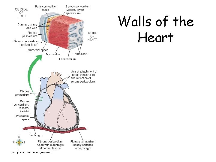 Anatomy of the Cardiovascular System Cardiovascular System Also