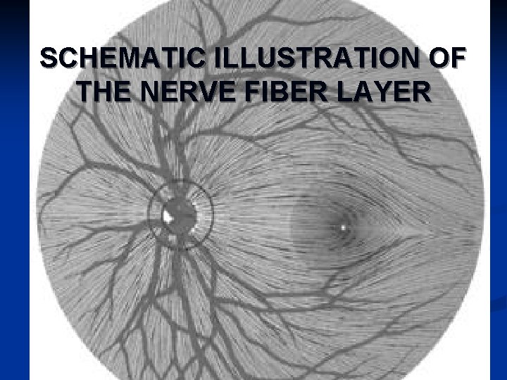 Anatomy of the Eye II histology and retinal