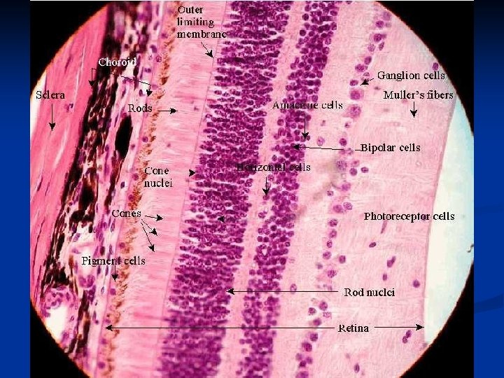 Anatomy of the Eye II histology and retinal