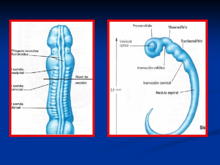EMBRIOLOGA DEL SNC INTRODUCCIN HUEVO 0 14 das