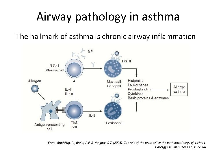 Paediatric Asthma April 2010 Dr Rossa Brugha Clinical