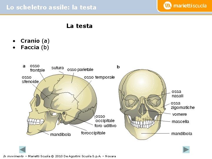 Il sistema scheletrico In movimento Marietti Scuola 2010