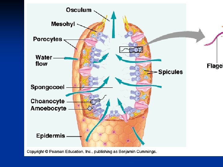Invertebrate Evolution From Protist to Animials Fungi Opisthokonta
