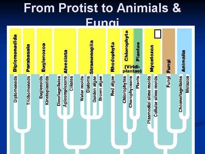 Invertebrate Evolution From Protist to Animials Fungi Opisthokonta