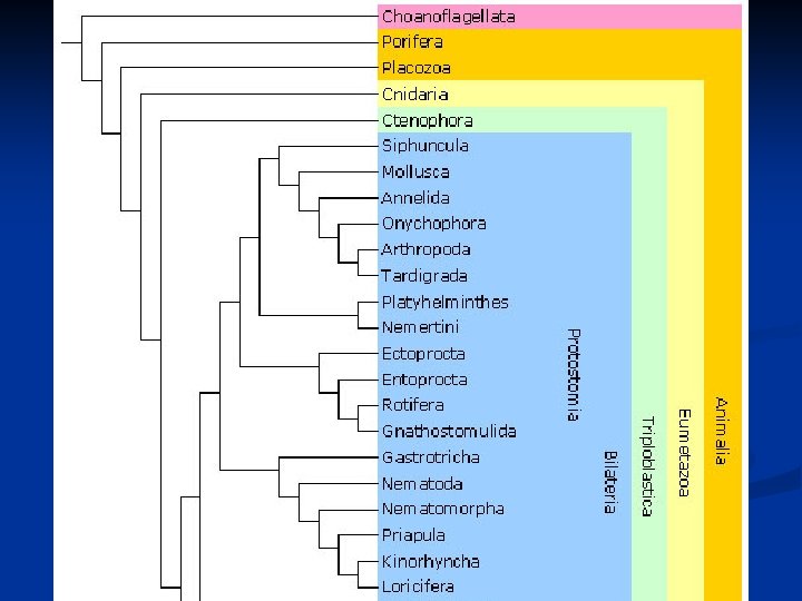 Invertebrate Evolution From Protist to Animials Fungi Opisthokonta