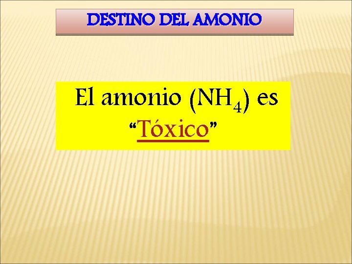METABOLISMO DE LOS AMINOCIDOS 1 Esquema General del