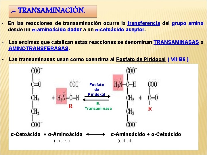 METABOLISMO DE LOS AMINOCIDOS 1 Esquema General del
