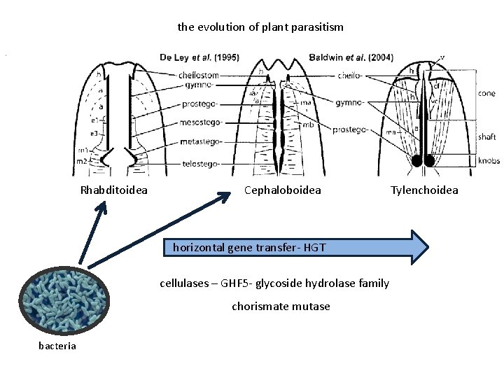 Successful Parasitism by Plantparasitic Nematodes Suppression of Plant