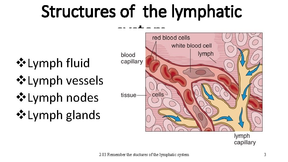 2 03 Remember the structures of the lymphatic