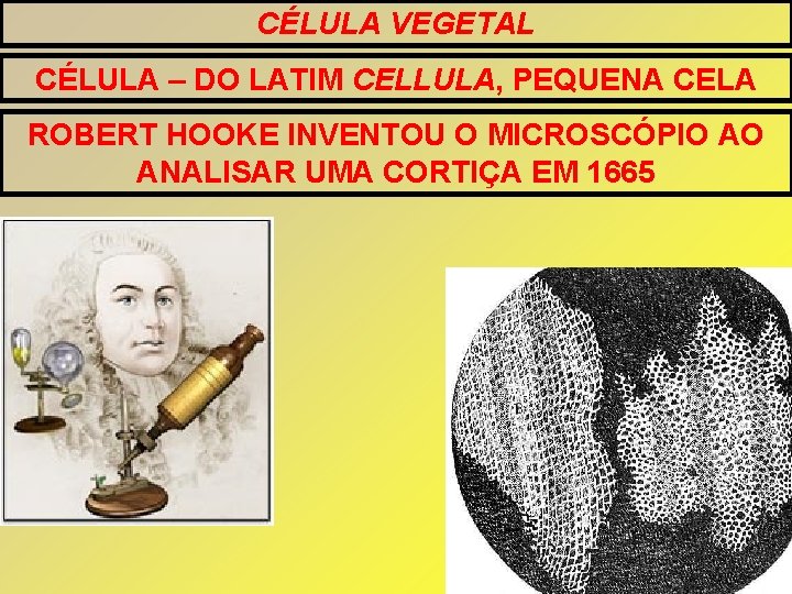 CLULA VEGETAL CLULA DO LATIM CELLULA PEQUENA CELA