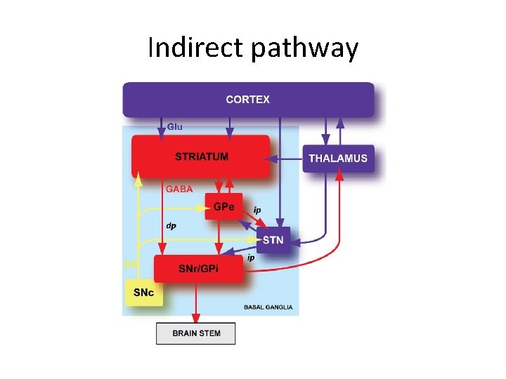 Chapter 16 Basal Ganglia Outline Anatomy Circuitry Clinical