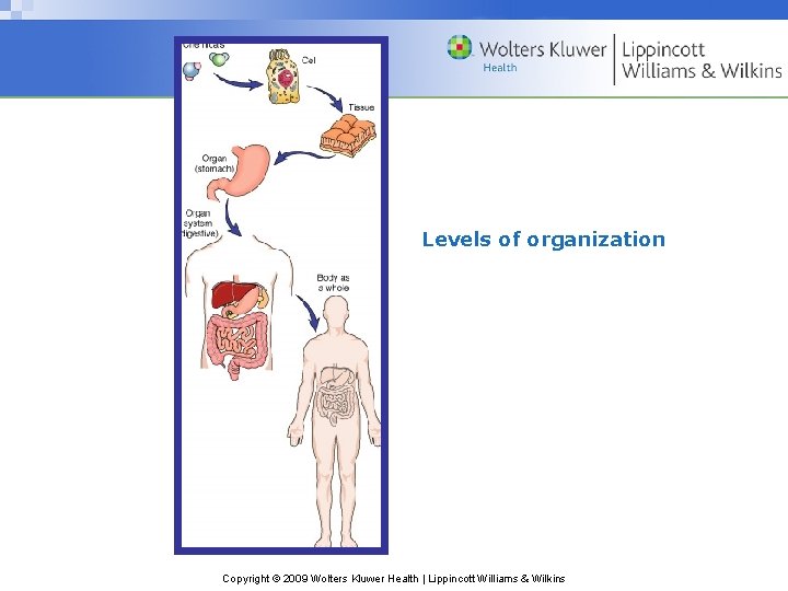 Memmlers The Human Body in Health and Disease