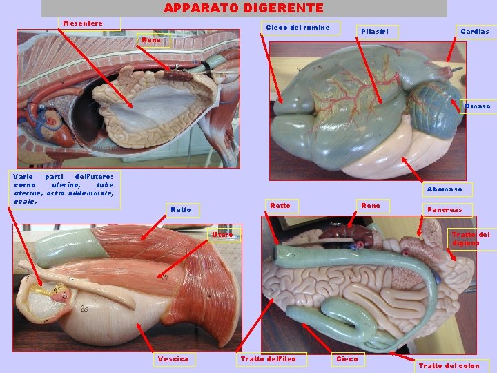 Mappa concettuale Monogastrici ANATOMIA Cavit buccale Esofago Diaframma