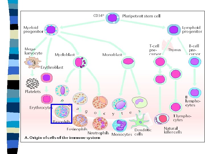 n n n n 26 Basophils and mast