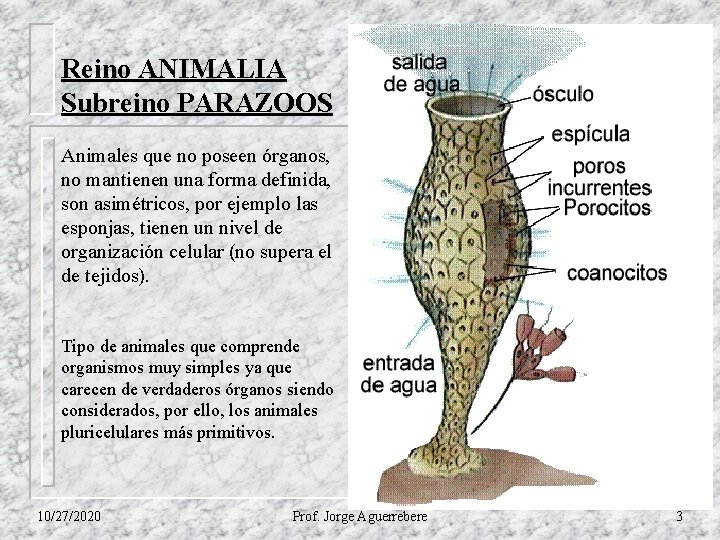 QUINTO BIOLOGICO Curso 2009 n TEMA PORIFEROS PORIFEROS