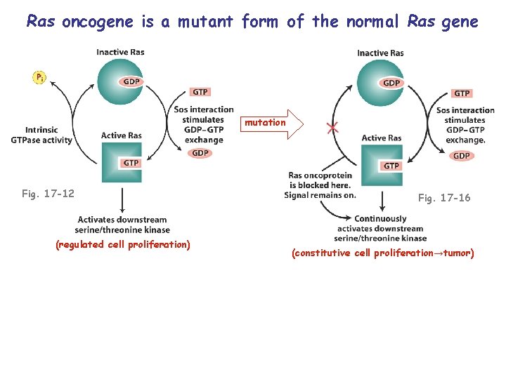 Chapter 17 Regulation of cell number omit material