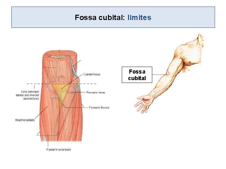 ANATOMIA TOPOGRFICA DOS MEMBROS SUPERIORES AULA 10 Anatomia