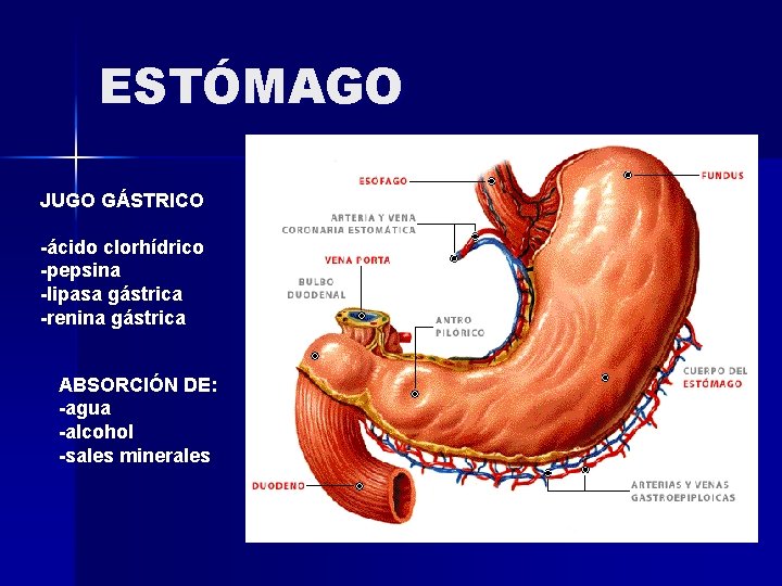 ORGANIZACIN TUBO DIGESTIVO Boca Esfago Estmago Intestino delgado