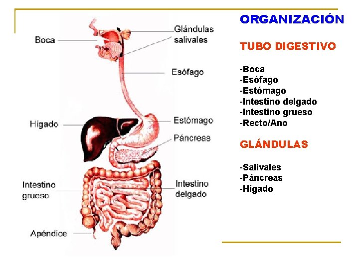ORGANIZACIN TUBO DIGESTIVO Boca Esfago Estmago Intestino delgado