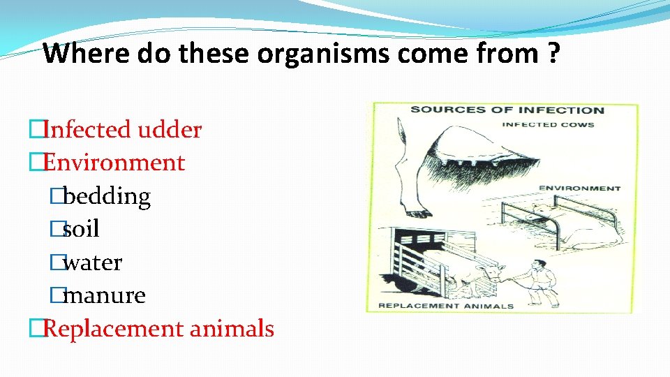 Mastitis in Bovine Ovine Dr Alyaa Saleem Infectious
