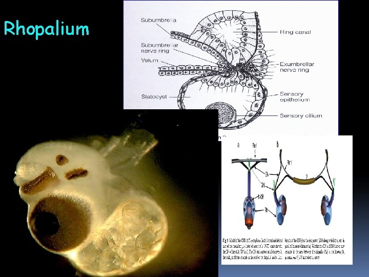 What is a Metazoan In other words what