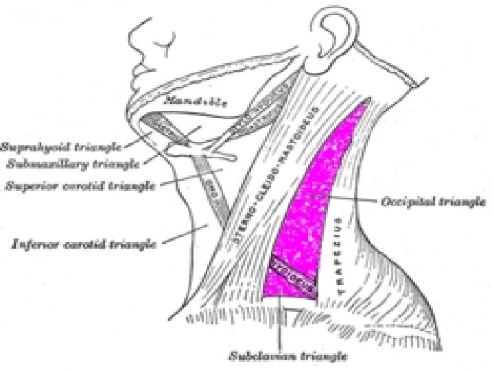 NECK LUMP MIDLINE LUDWIGS ANGINA SUBMENTAL LN SUBLINGUAL