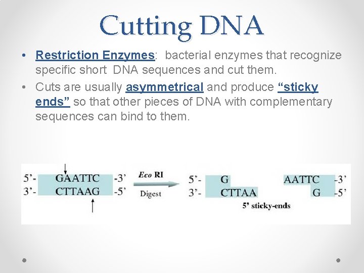 Chapter 13 Gene Technology Section 1 Vocabulary Pretest