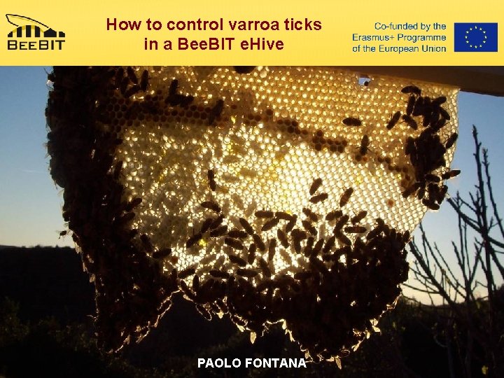 How to control varroa ticks in a Bee
