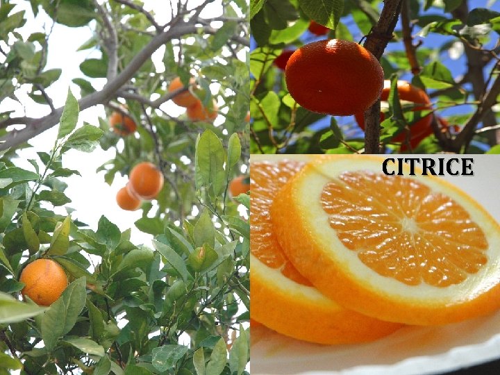 REGIUNI I PEISAJE AGRICOLE I ZONE I REGIUNI